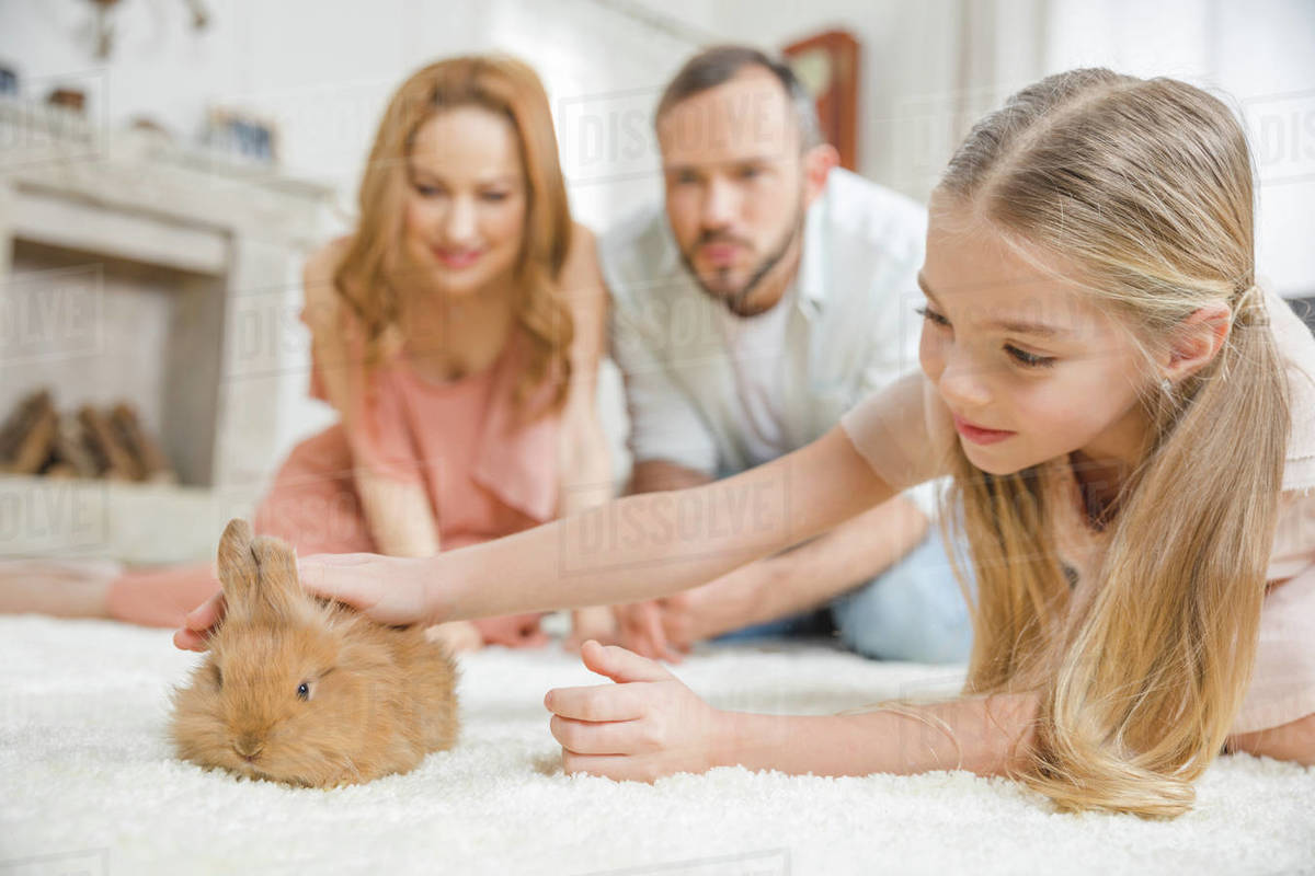 Happy family with one child playing with cute fluffy rabbit at home ...