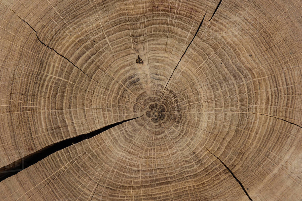 Circular sawed wood detailed background - Stock Photo - Dissolve