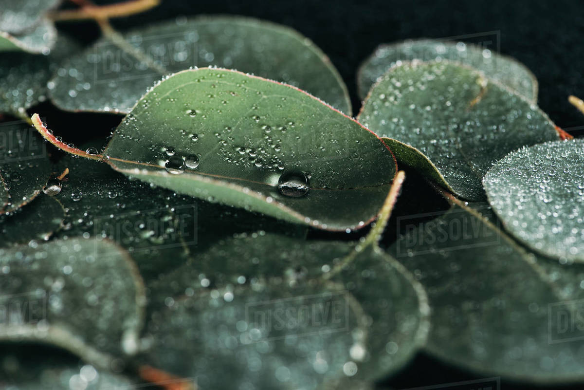 Selective focus of beautiful green eucalyptus with dew drops - Royalty-free Stock Photo | Dissolve