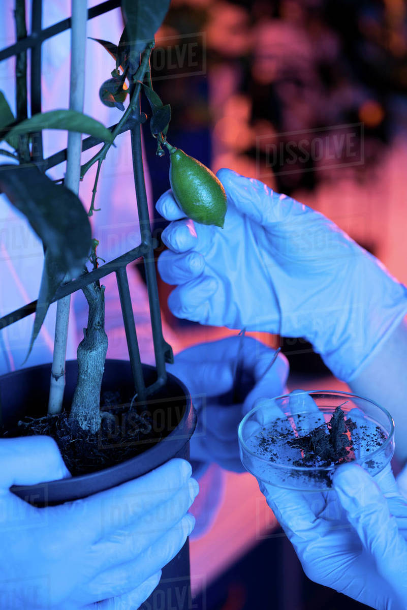 Scientists at botanical laboratory during work - Stock Photo - Dissolve