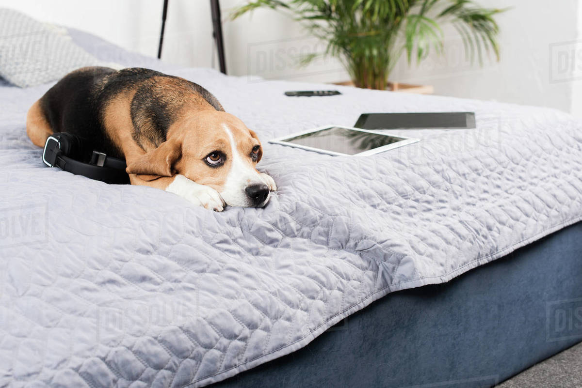 upset beagle dog lying on bed with digital devices and headphones ...
