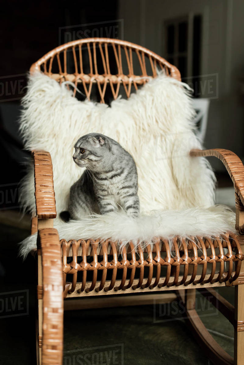 fluffy scottish fold cat sitting on rocking chair with woolly blanket ...
