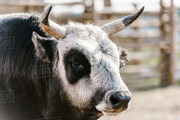 Close up view of domesticated bull at zoo - Royalty-free Stock Photo ...