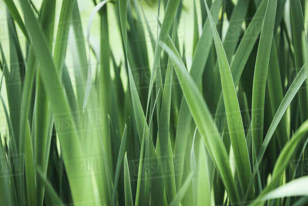 full frame image of grass background - Stock Photo - Dissolve
