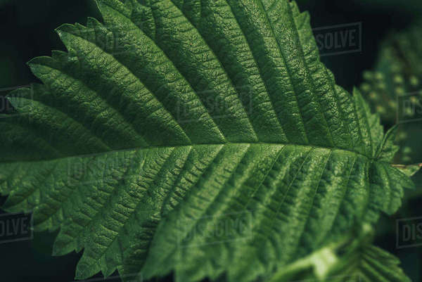 Full frame image of green hazelnut leaf background - Royalty-free Stock ...