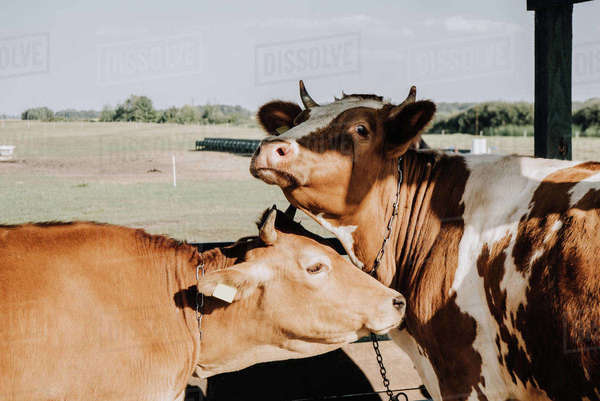 Beautiful brown domestic cows standing in stall at farm - Royalty-free ...