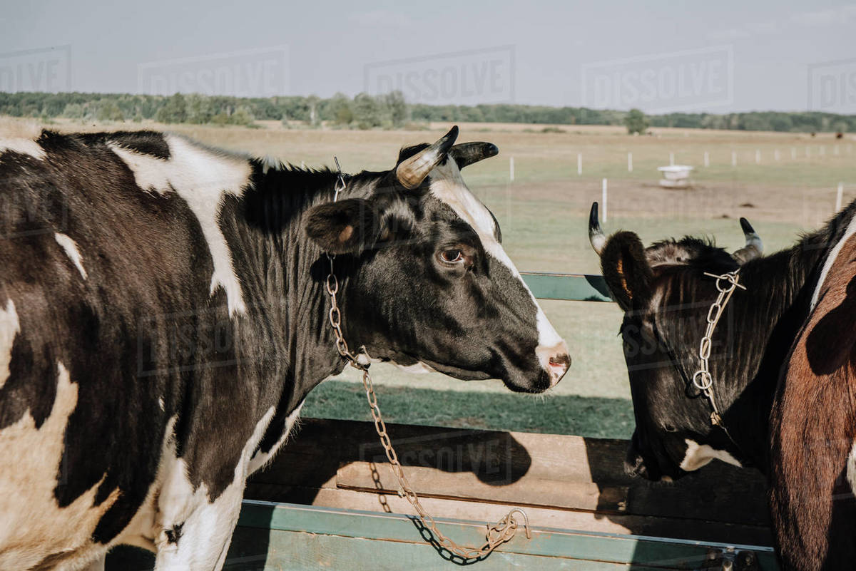 Beautiful domestic cows standing in stall at farm - Royalty-free Stock ...