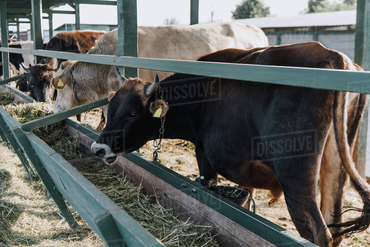Domestic beautiful cows eating in stall at farm - Royalty-free Stock ...