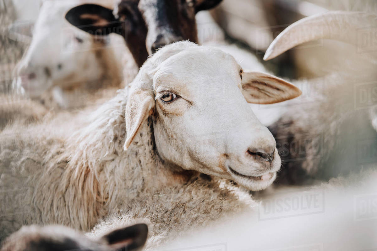 Selective focus of sheep grazing with herd in corral at farm - Stock ...