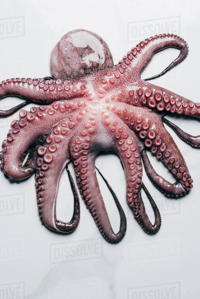top view of big octopus on light marble surface - Royalty-free Stock ...