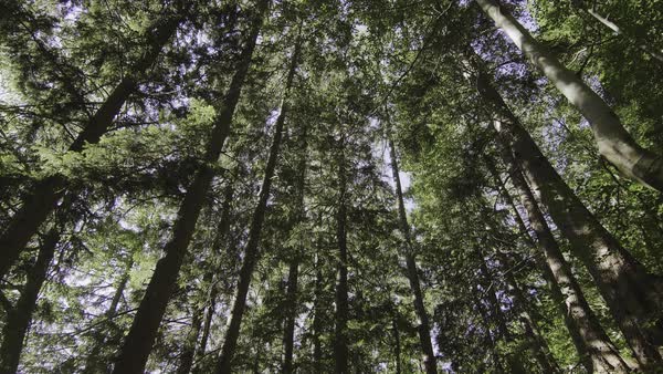 Firs person view of a forest looking up on a trees moving forward - 4K ...
