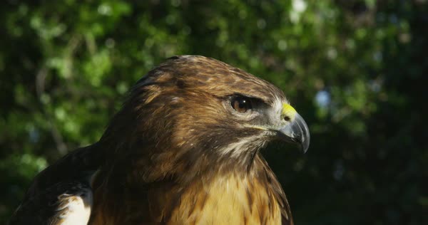 Tight shot as a brown hawk looks up, profile, front and shakes its head ...