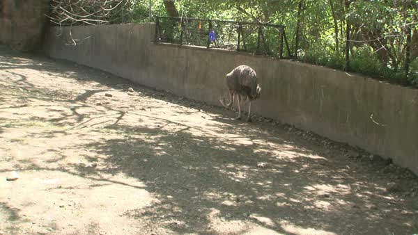 Ostrich in their habitat at a zoo on a sunny day. - HD Rights-managed ...