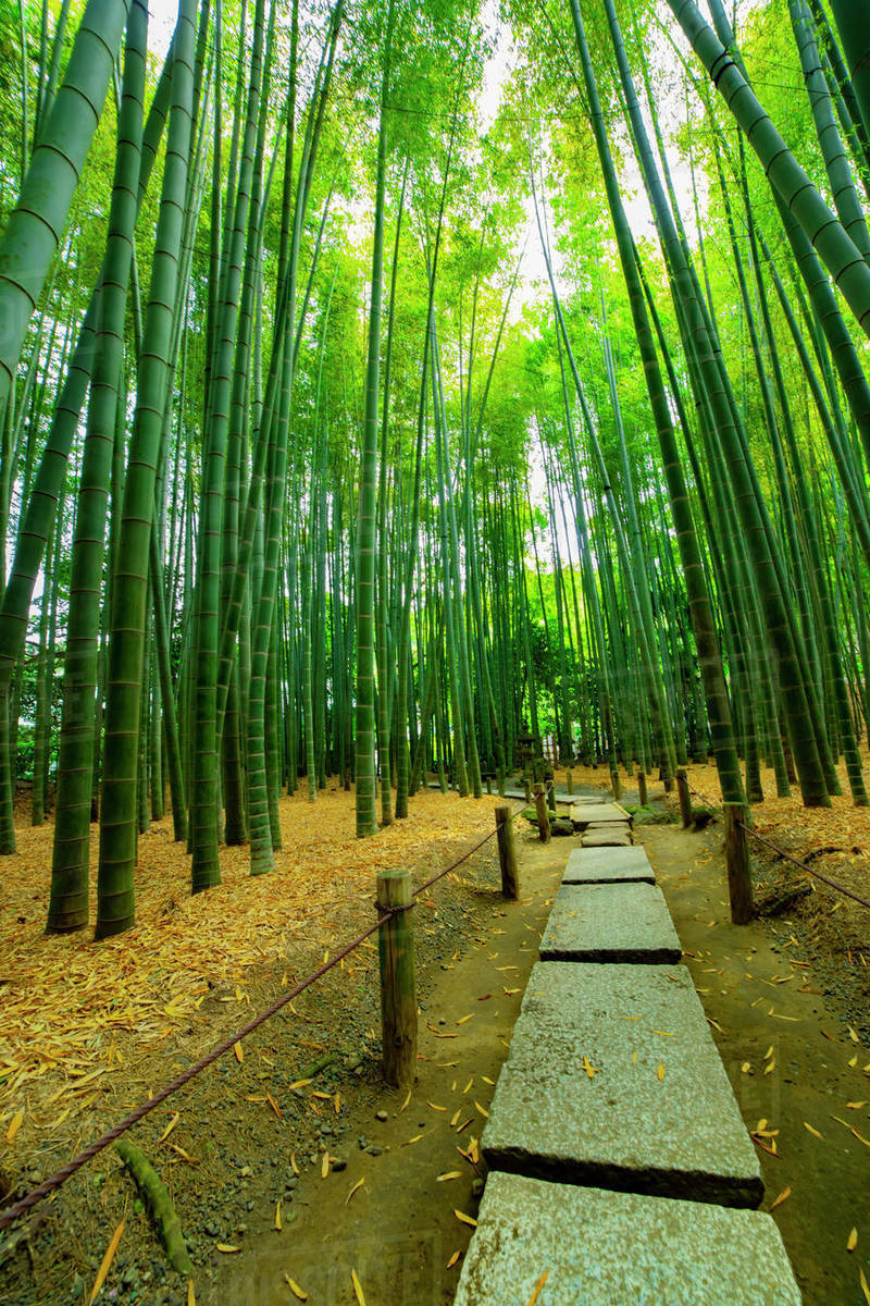 Bamboo forest at the traditional guarden. Kamakura district Kanagawa ...