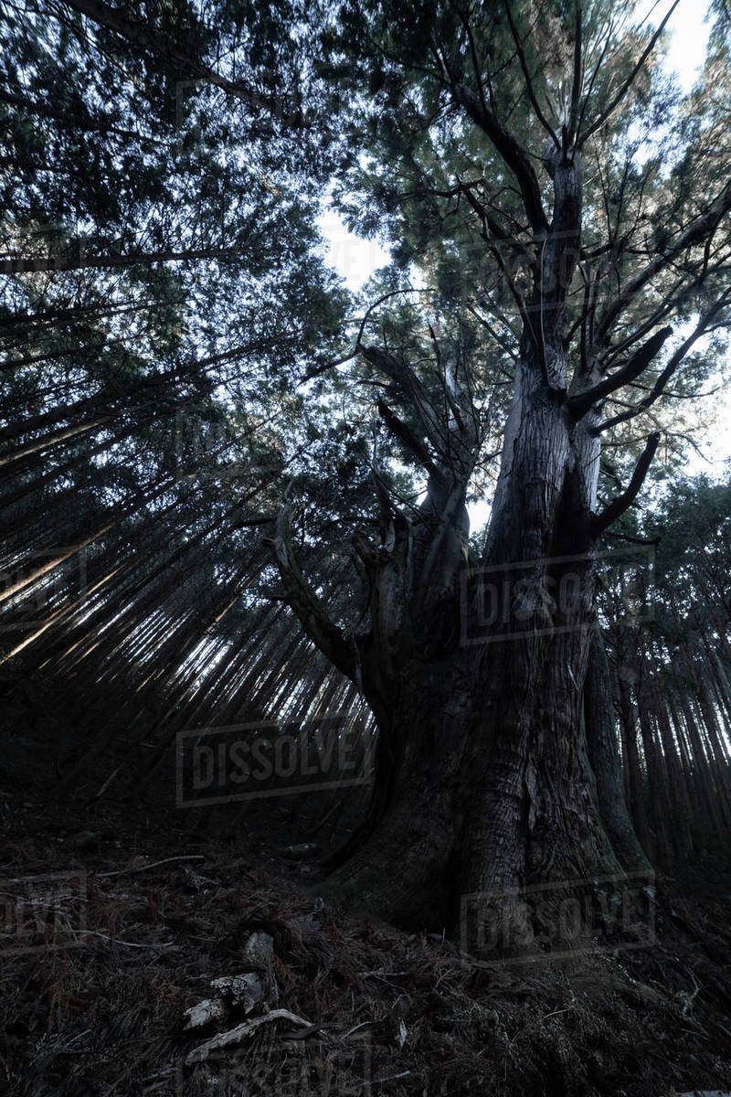 A Japanese big cedar tree in the mysterious forest daytime - Royalty ...