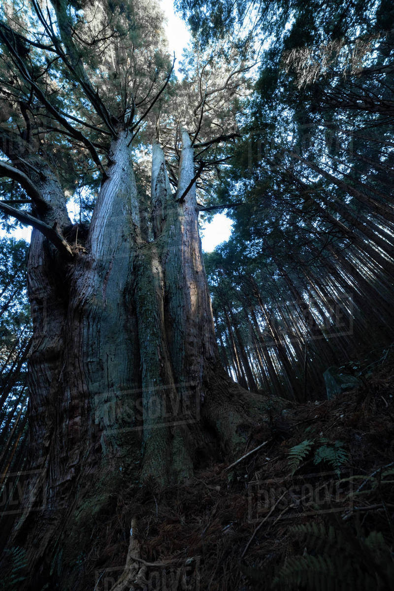 A Japanese big cedar tree in the mysterious forest daytime - Stock ...
