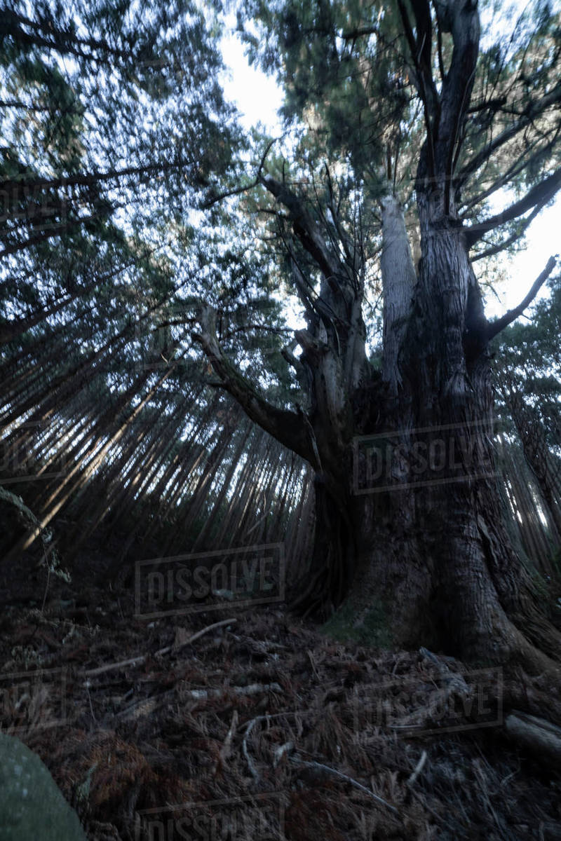 A Japanese big cedar tree in the mysterious forest daytime - Stock ...