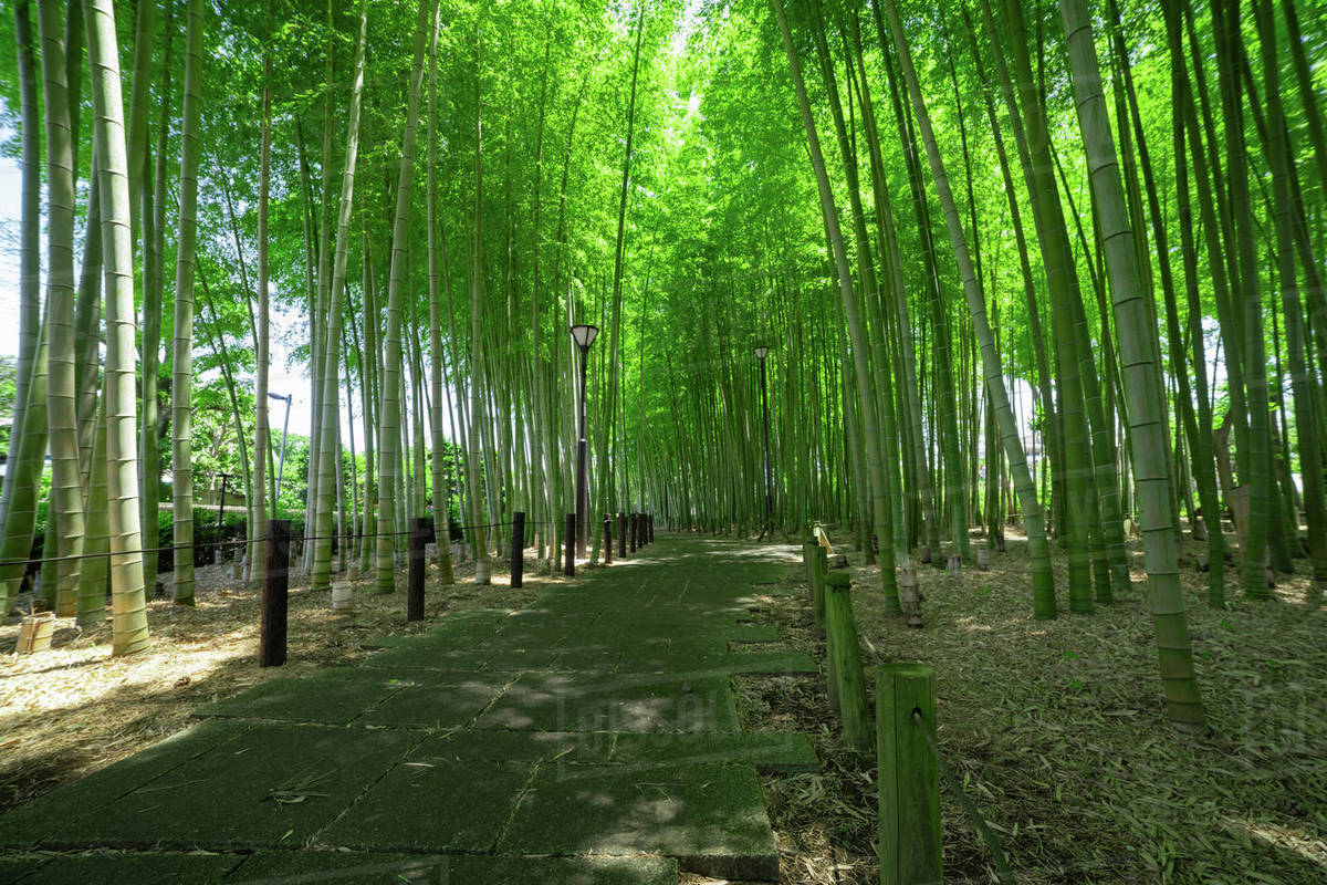 A green bamboo forest in spring sunny day wide shot - Stock Photo ...