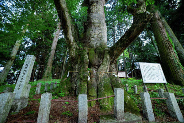 A Japanese zelkova tree in front of the shrine at the countryside ...