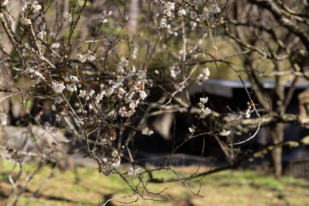 Plum flowers at Atami plum park in Shizuoka daytime wide shot - Stock ...