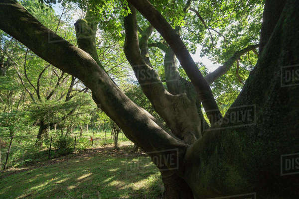 A big Muku tree at the public park in Tokyo wide shot - Stock Photo ...