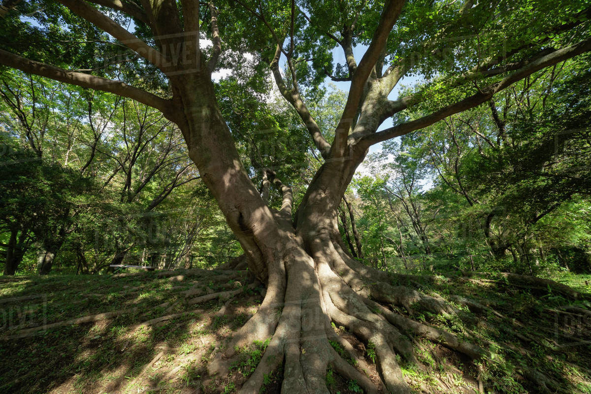 A big Muku tree at the public park in Tokyo wide shot - Stock Photo ...