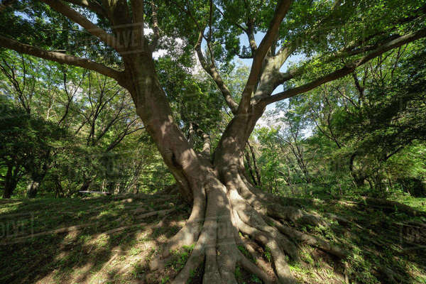 A big Muku tree at the public park in Tokyo wide shot - Stock Photo ...