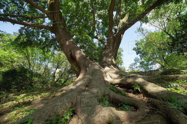 A big Muku tree at the public park in Tokyo wide shot - Royalty-free ...