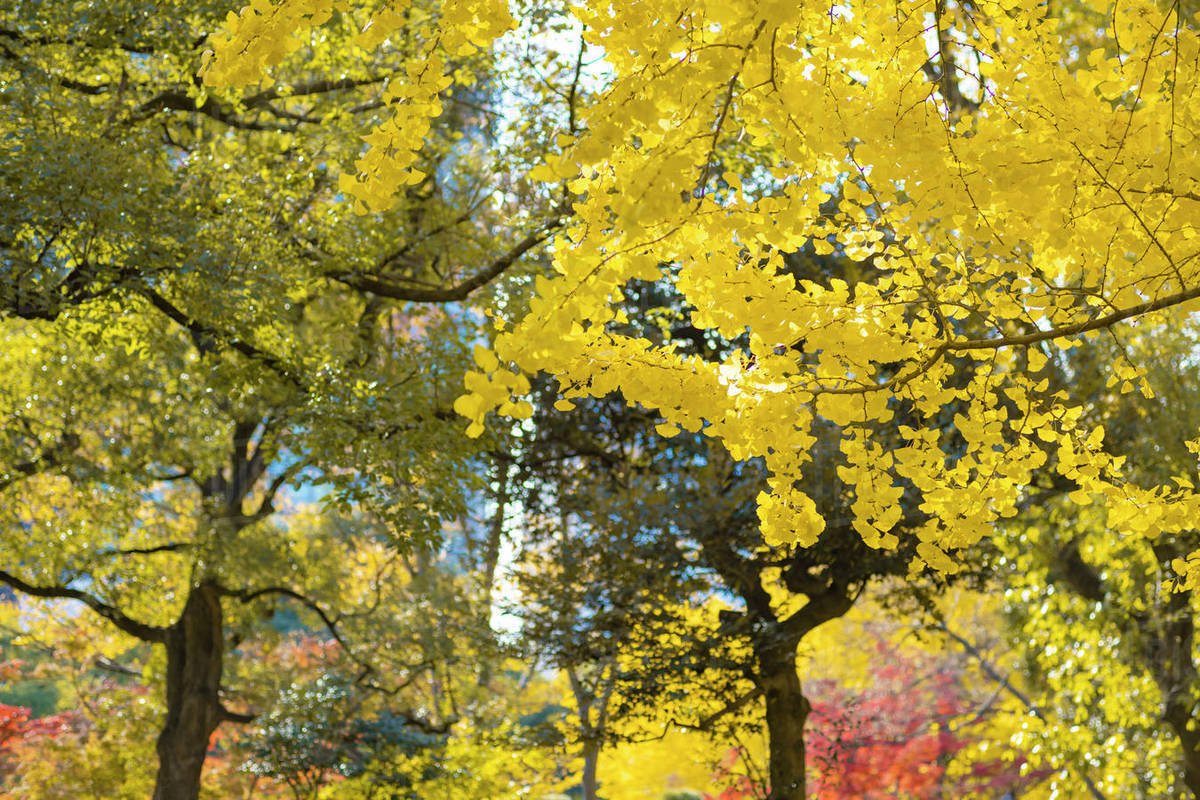 A yellow gingko tree at Hibiya park in Tokyo telephoto shot - Stock Photo - Dissolve
