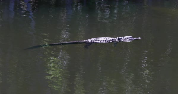 Everglades Florida Alligator floats in swamp river. Everglade National ...