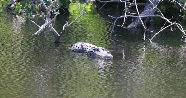 Everglades Florida wildlife Alligator in swamp river. Everglade ...
