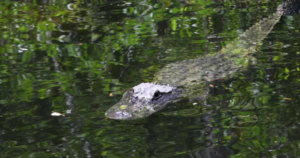 Florida Everglades Alligator close in swamp river. Everglade National ...