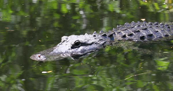 Florida Everglades Alligator closeup in swamp water. Everglade National ...