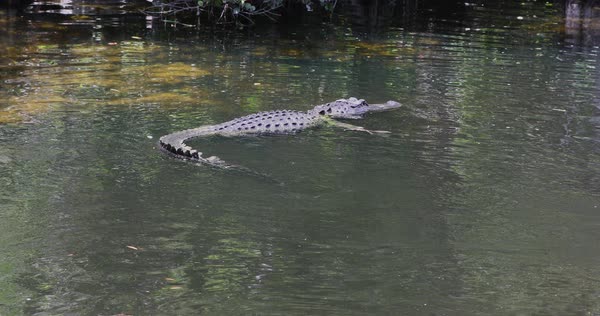 Florida Everglades Alligator swim in swamp river. Everglade National ...
