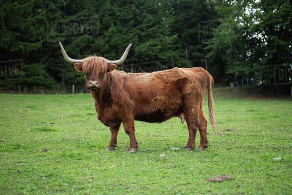 Highland cow standing in grass field looking at camera - Stock Photo ...