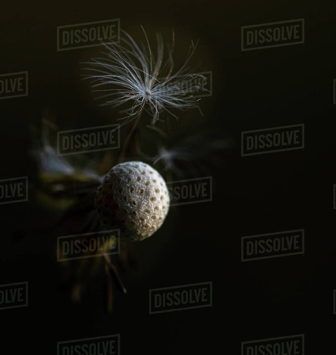 Close-up of a dandelion clock and seed floating mid air - Stock Photo ...