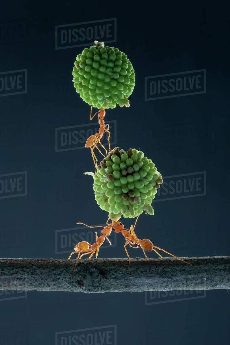Three ants carrying mimosa seeds, Indonesia - Royalty-free Stock Photo ...