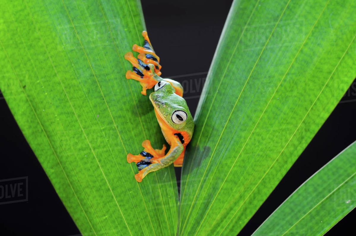 Overhead view of a tree frog on a leaf, Indonesia - Royalty-free Stock ...