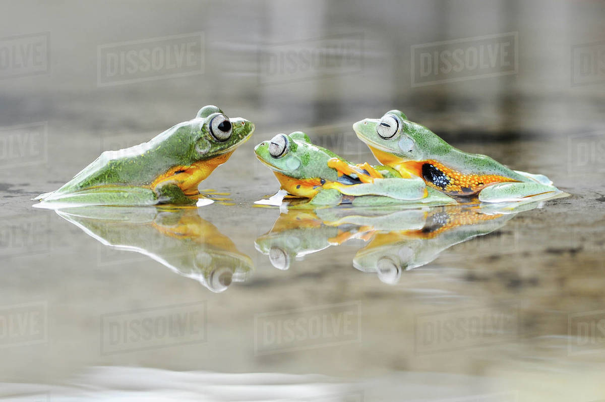Three tree frogs sitting in a puddle, Indonesia - Stock Photo - Dissolve