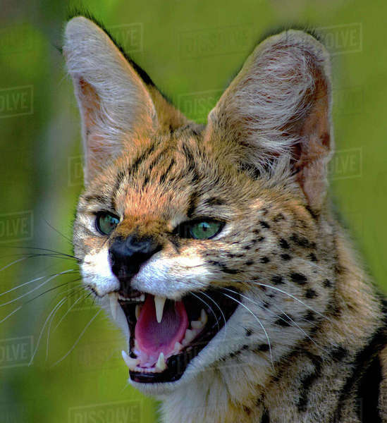 Close-up Portrait of a Serval growling, South Africa - Stock Photo ...