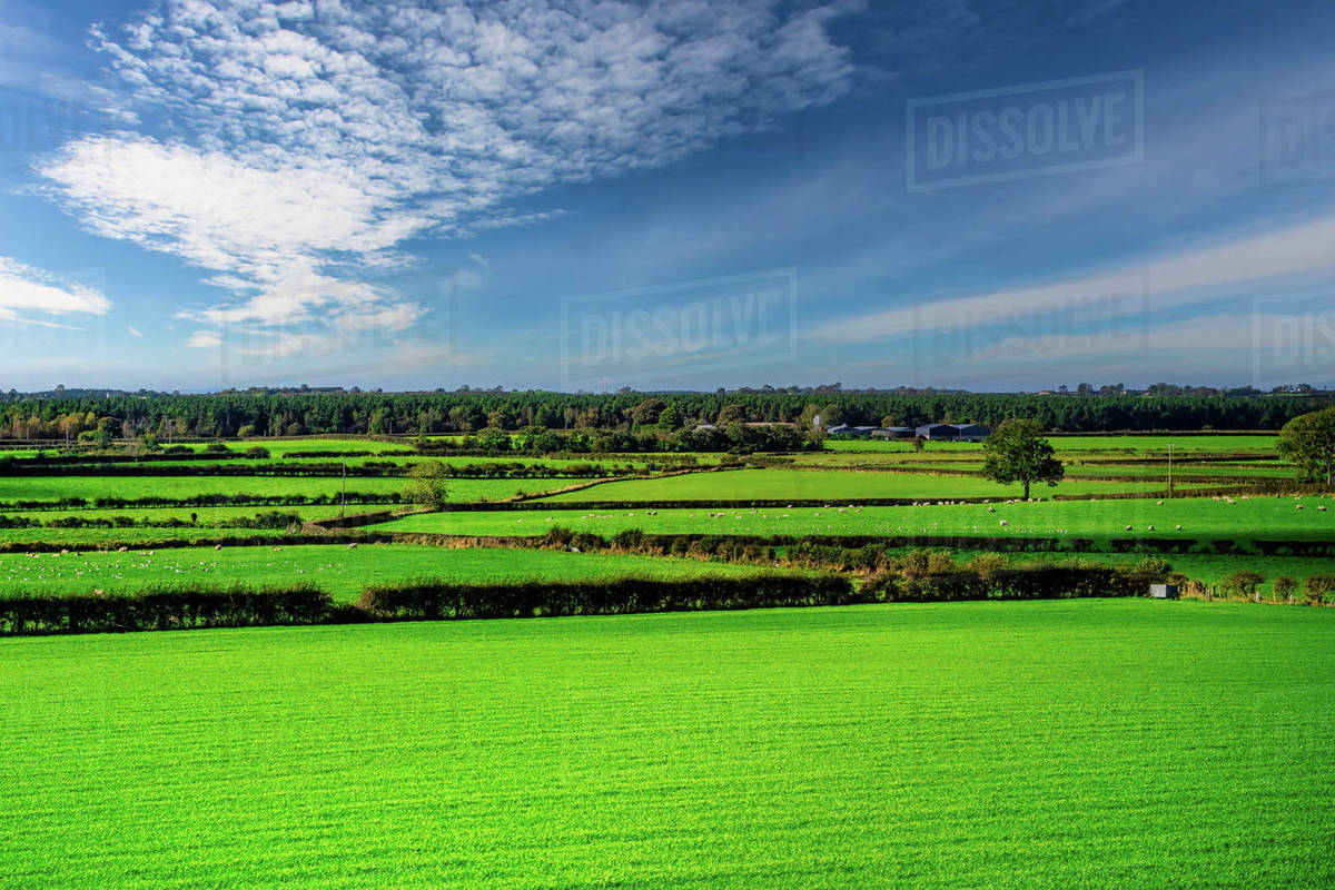 Lush farmland with fields and hedges, Northern Ireland, UK - Stock ...