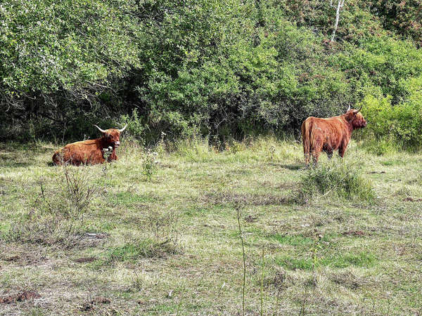 Two Highland cattle on Amager Common, Amager, Copenhagen, Zealand ...
