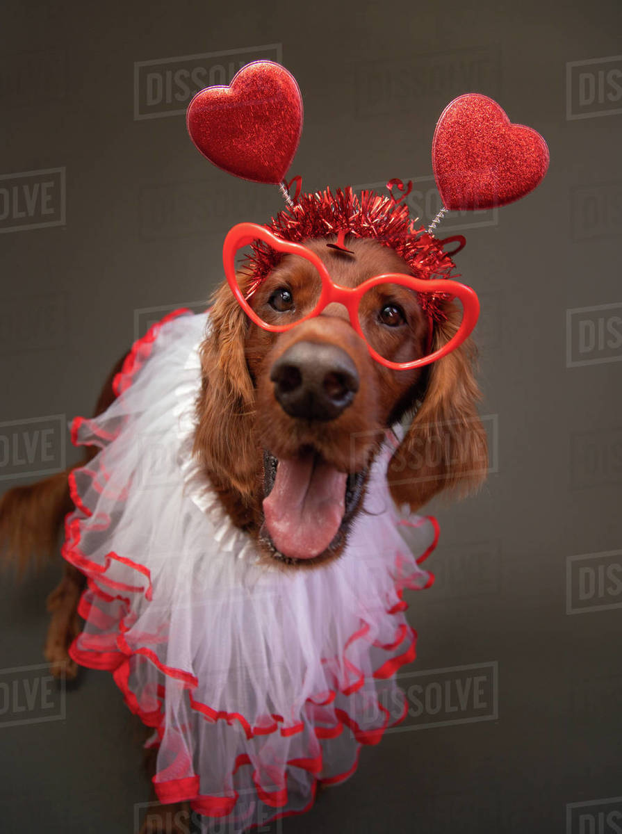 Portrait of an Irish Setter wearing heart shaped novelty glasses, a ...