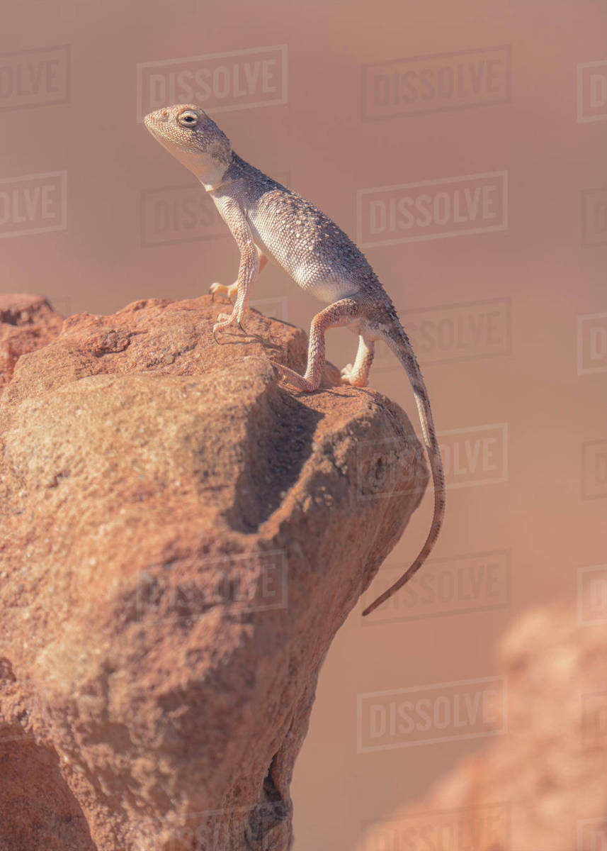 A gibber earless dragon (Tympanocryptis intima) standing on a rock in ...