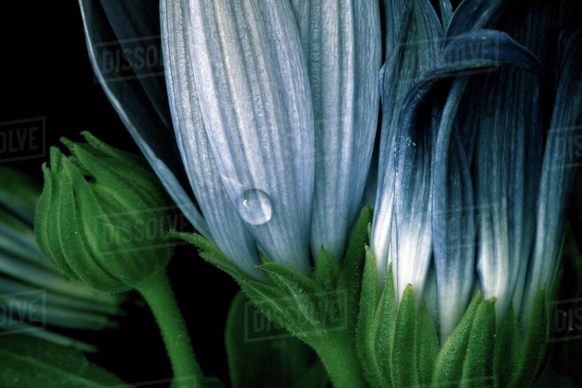 Drop on white flower - Royalty-free Stock Photo | Dissolve