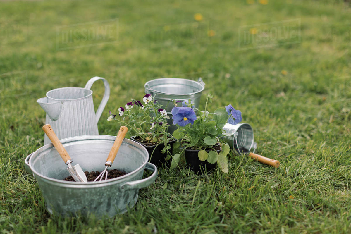 Close-up of pansies and miniature pansies with garden equipment on the ...