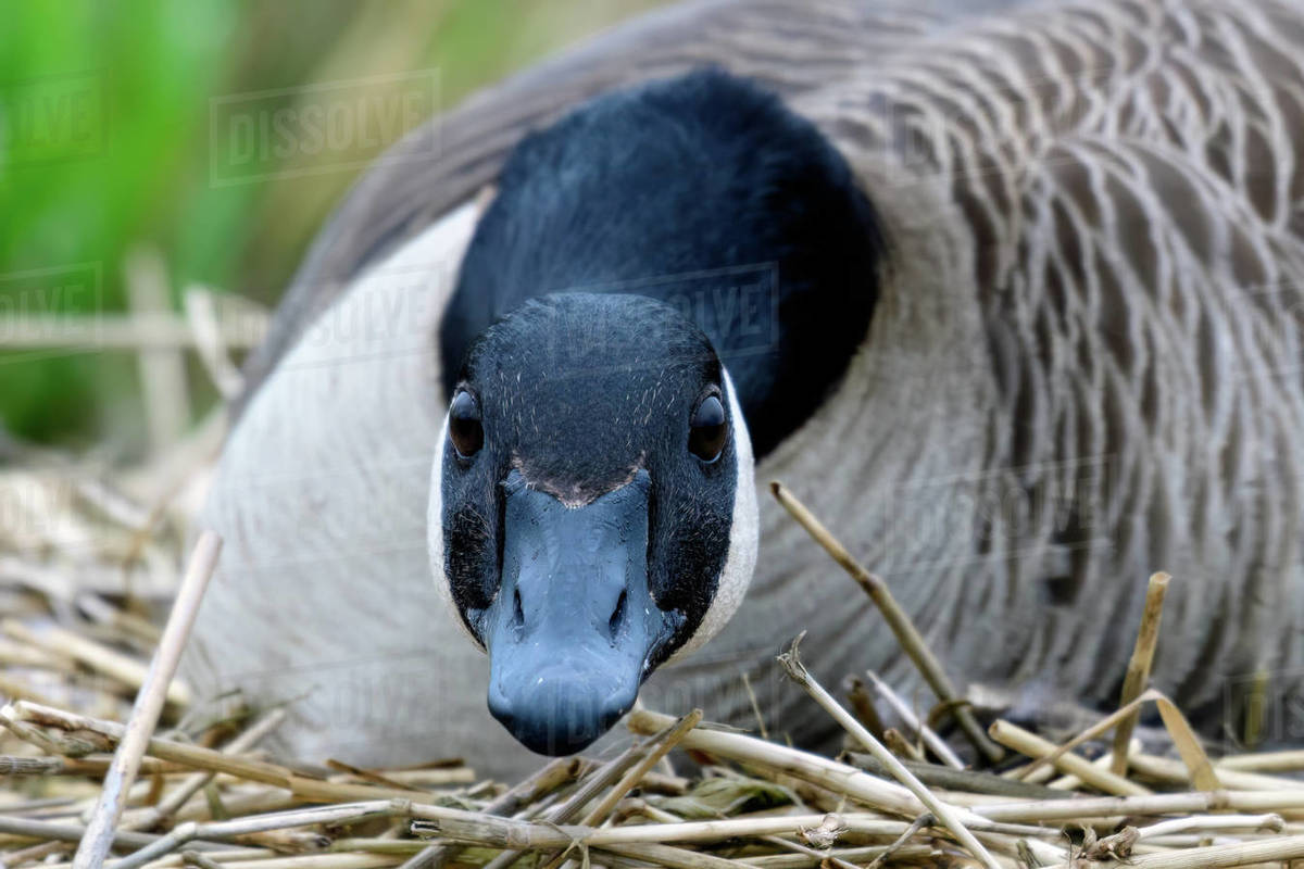 Close-up portrait of a female Canada goose sitting on a nest, British ...