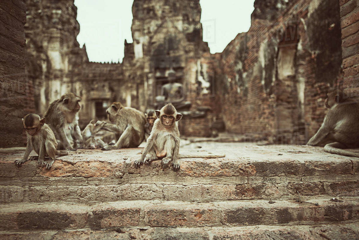 Troop of Monkeys sitting on steps of Phra Prang Sam Yot Temple, Lopburi ...