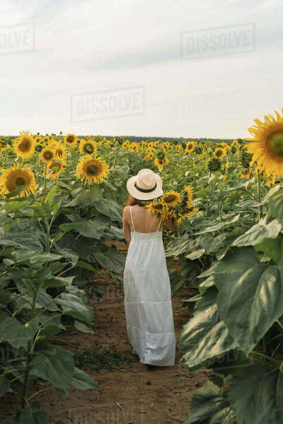 Rear view of a woman walking through a sunflower field holding ...