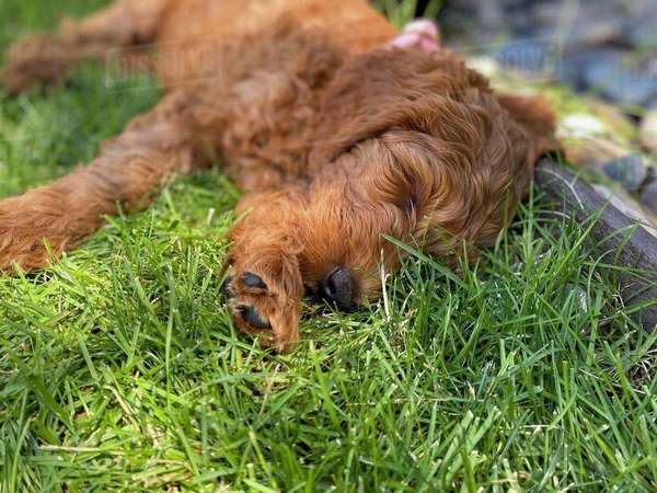 Close-Up of a Labradoodle Puppy sleeping in a garden in summer ...